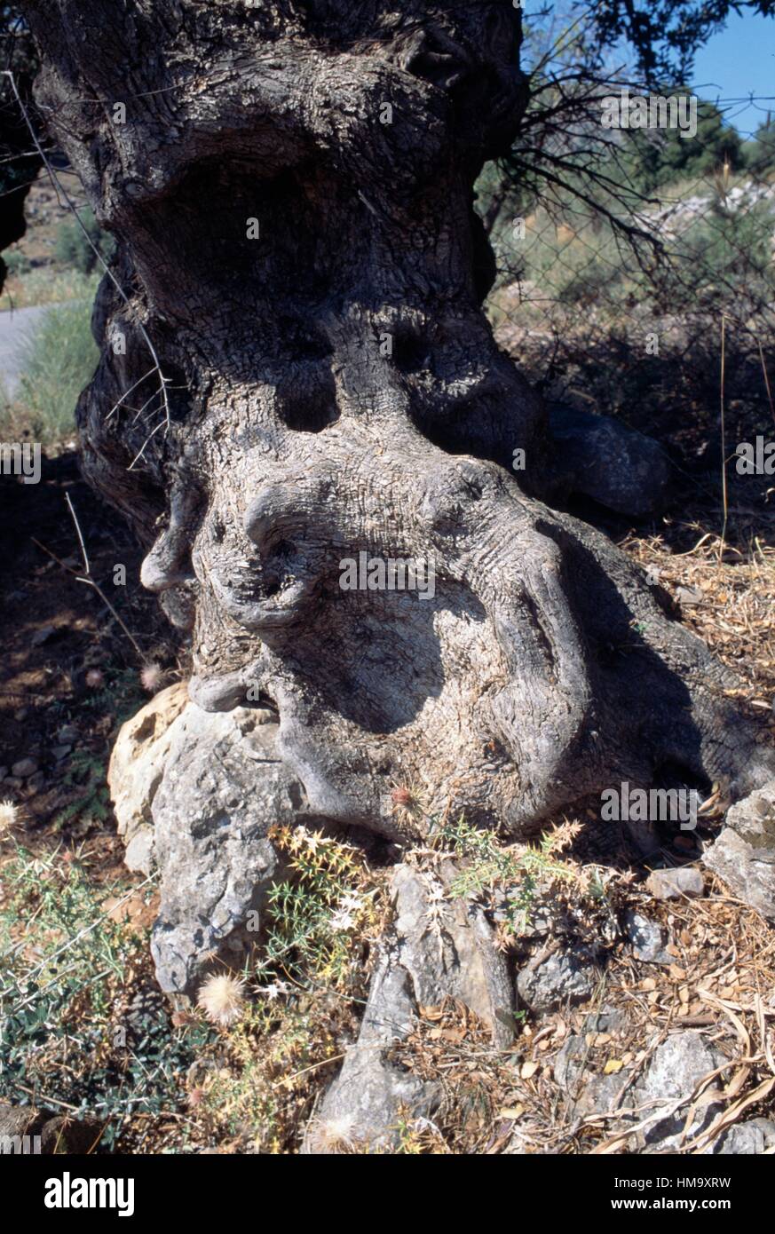 Olive tree trunk, Seles, Crete, Greece Stock Photo - Alamy