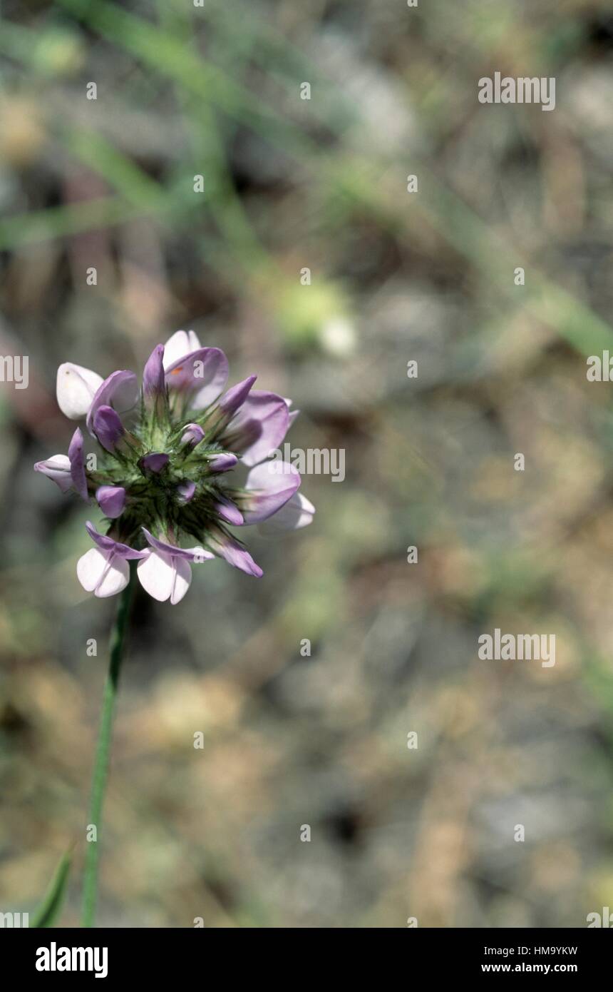 Flower, Crete, Greece Stock Photo - Alamy