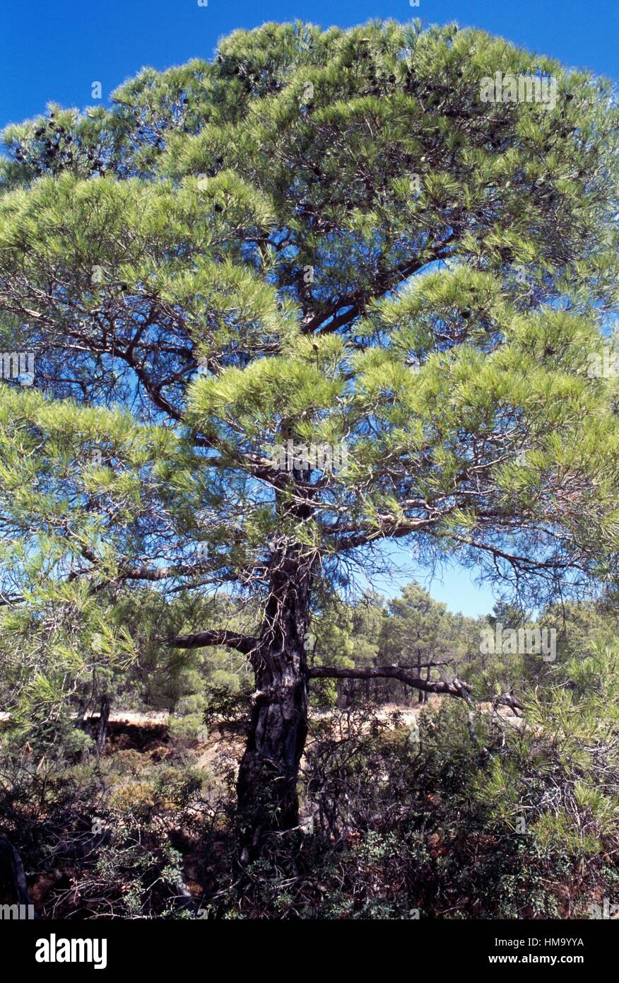 A pine tree near Moni Thari monastery, Rhodes island, Greece Stock ...