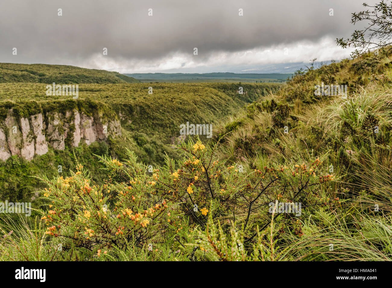 Andean landscape scene at Cotopaxi national park, Ecuador Stock Photo ...