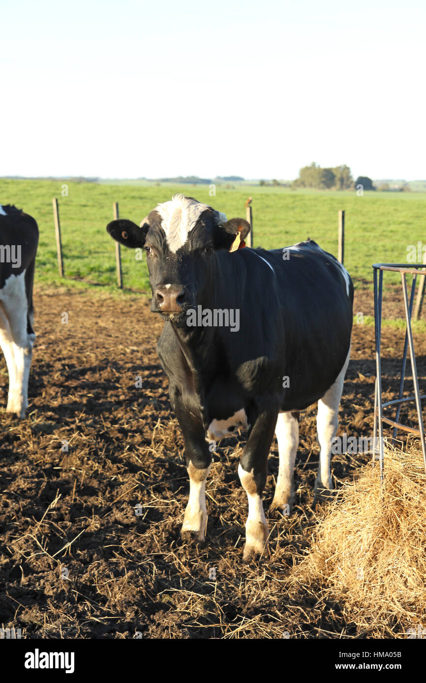 A cow in a farm. The beef cattle industry is one of the most important ...