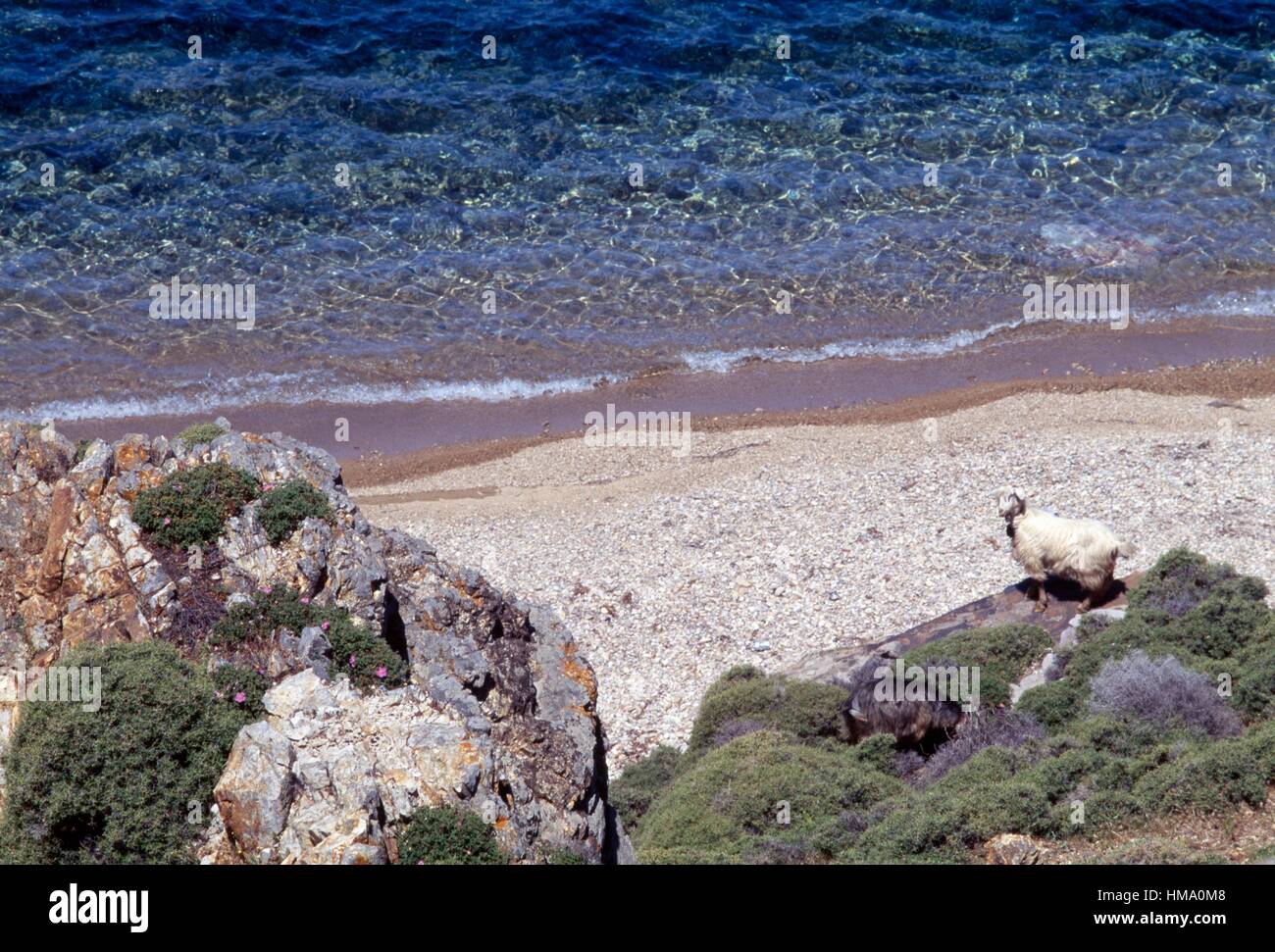 A goat on the beach, Patmos island, Greece Stock Photo - Alamy