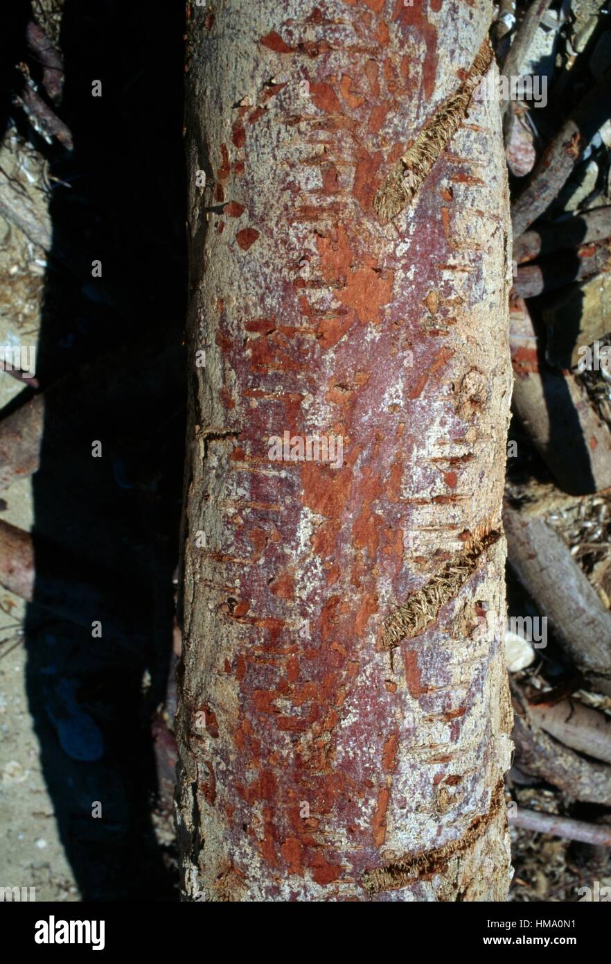 Tree trunk, Patmos island, Greece Stock Photo - Alamy