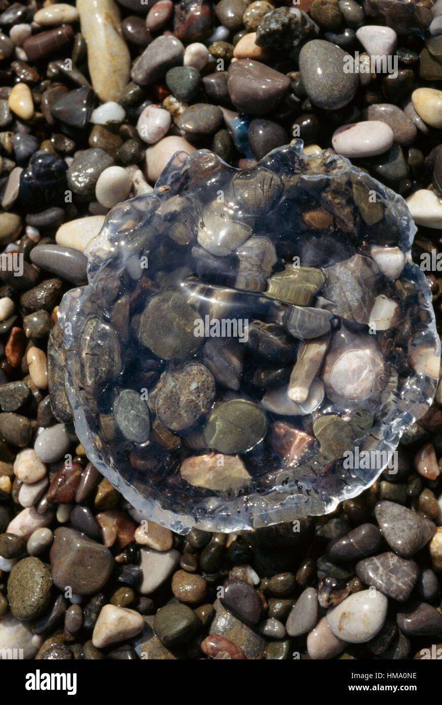 A jellyfish on a pebble beach, Chios island, Greece Stock Photo - Alamy
