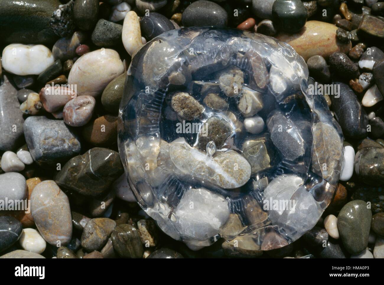 A jellyfish on a pebble beach, Chios island, Greece Stock Photo - Alamy