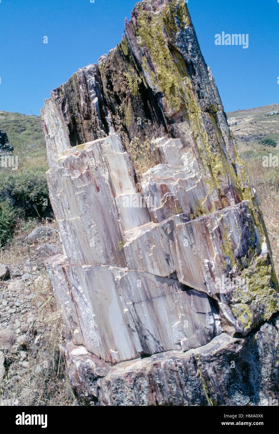 A trunk of petrified wood, Lesvos island, Greece Stock Photo - Alamy