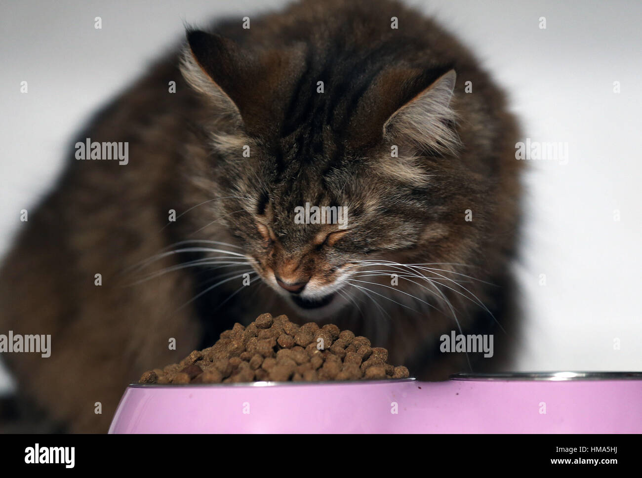 Dortmund, Germany. 31st Jan, 2017. Norwegian wildcat Luise eats dried ...