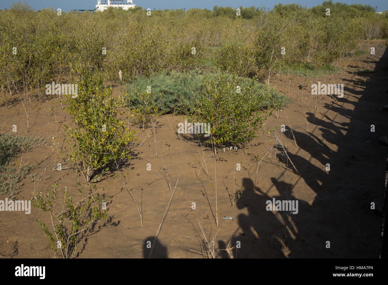 Muscat,Oman. 2nd February, 2017, Oman celebrates International World ...