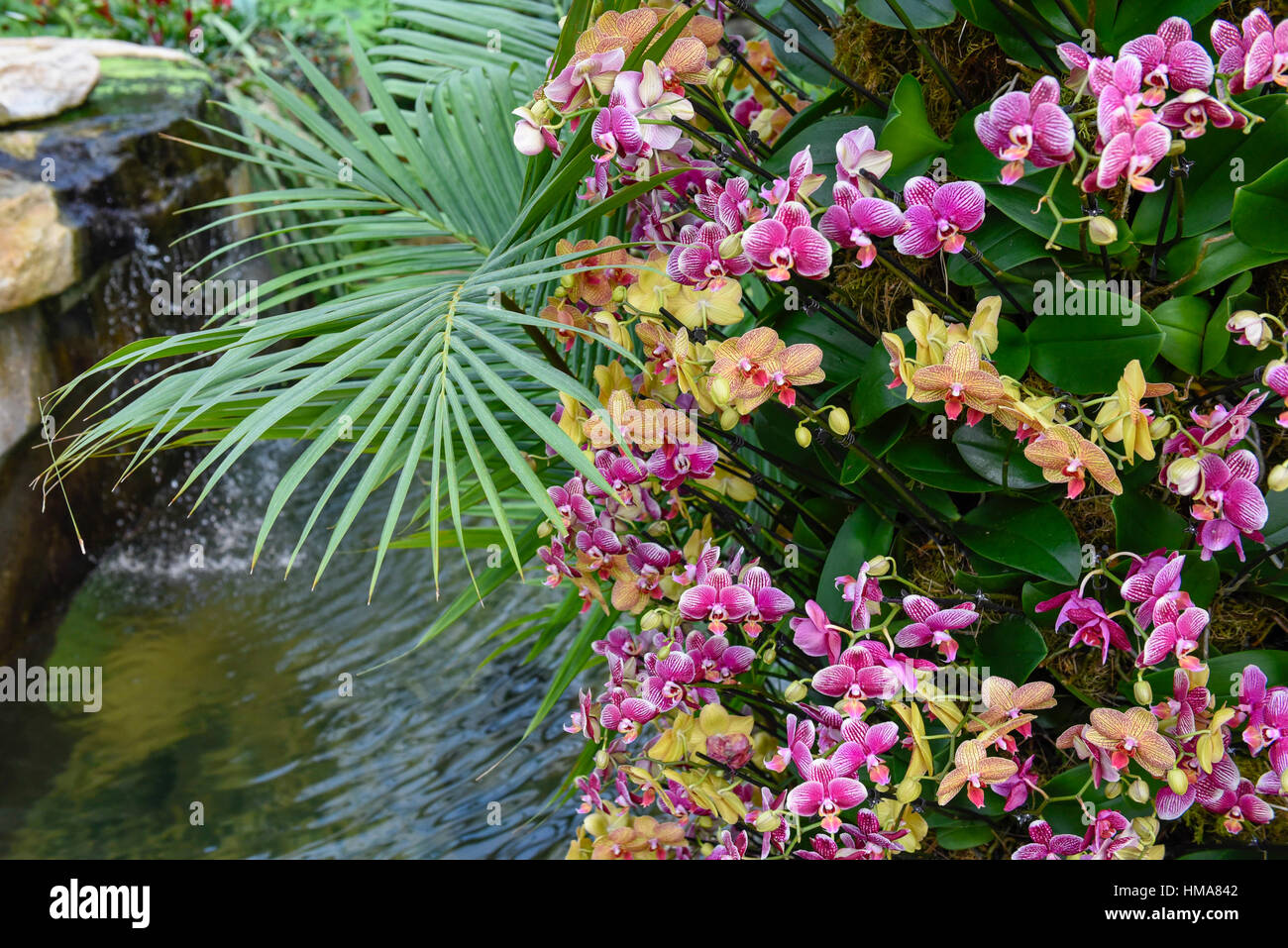 London, UK. 2nd Feb, 2017. Pink orchids hang in a display in Kew Garden ...