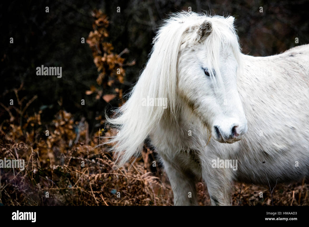 Carneddau mountain ponies hi-res stock photography and images - Alamy