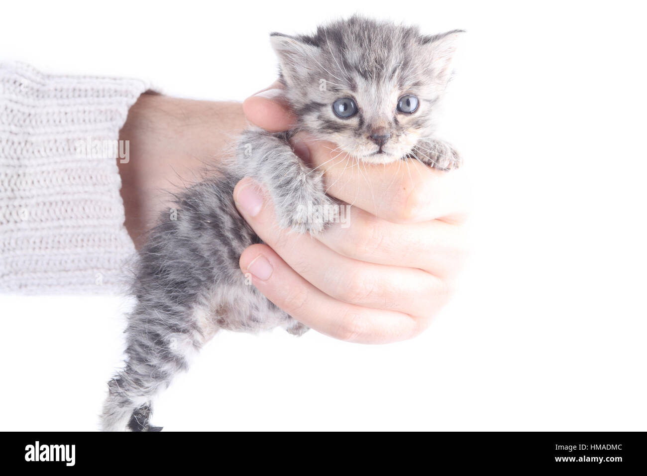 kitten in the hand Stock Photo - Alamy
