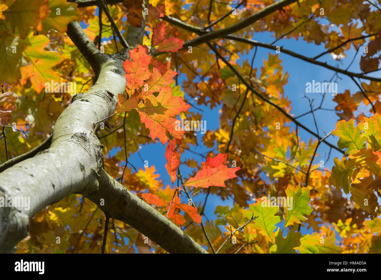Quercus rubra. Northern red oak canopy in autumn Stock Photo - Alamy
