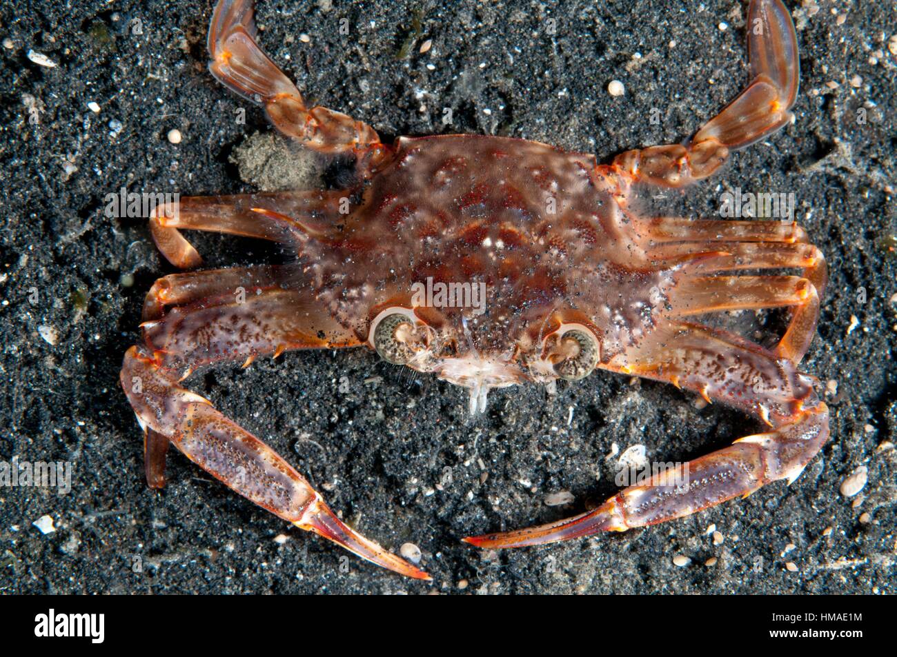 Crab Portunus Pelagicus High Resolution Stock Photography and Images ...