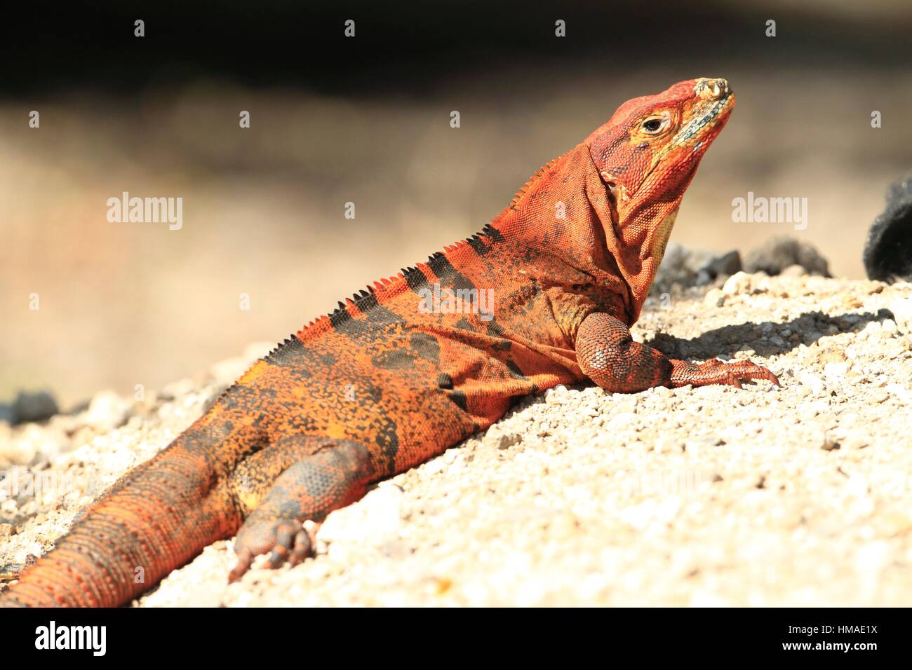 Garrobo hi-res stock photography and images - Alamy