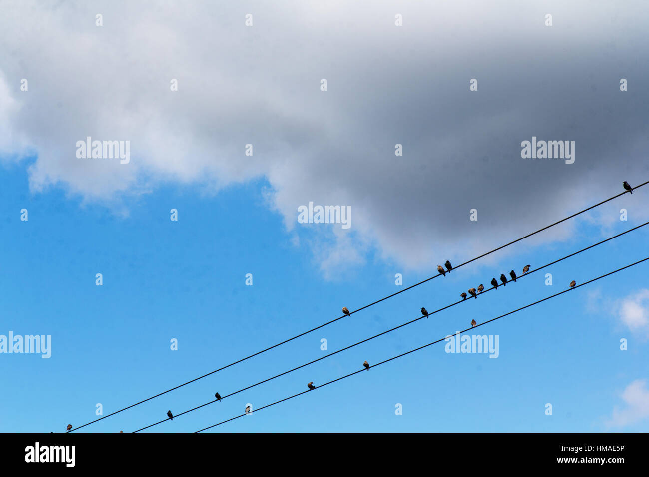 Birds sitting on wires against a blue sky with clouds Stock Photo - Alamy