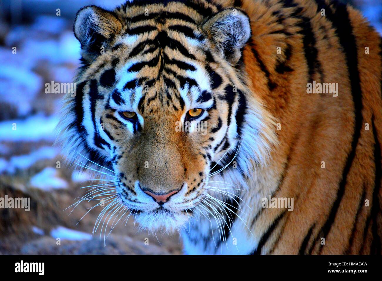 Tiger asian hi-res stock photography and images - Alamy