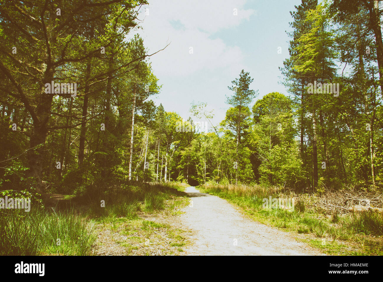 Countryside walk with path winding through trees Stock Photo - Alamy