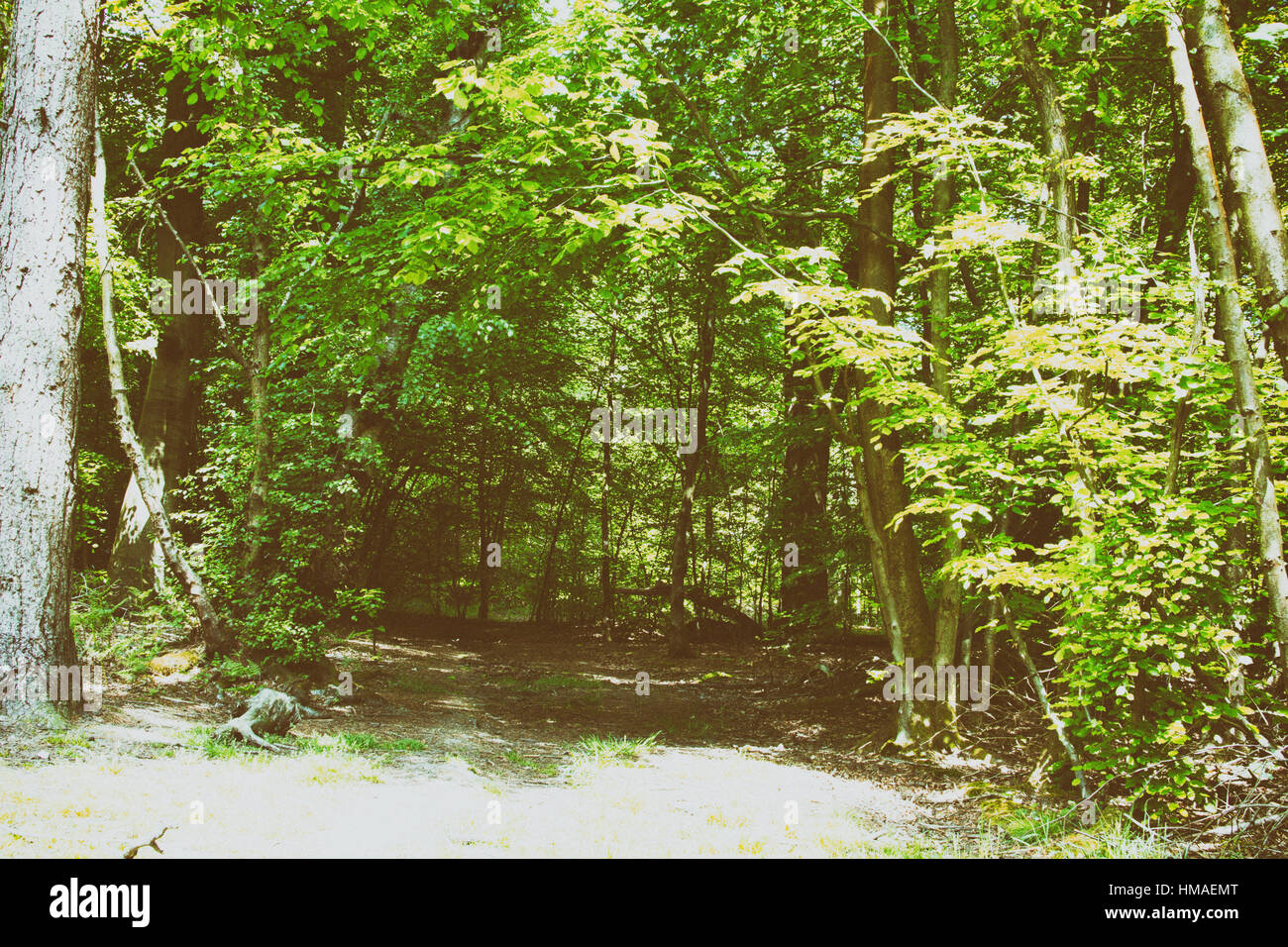 Looking through the trees in an English wood Stock Photo - Alamy