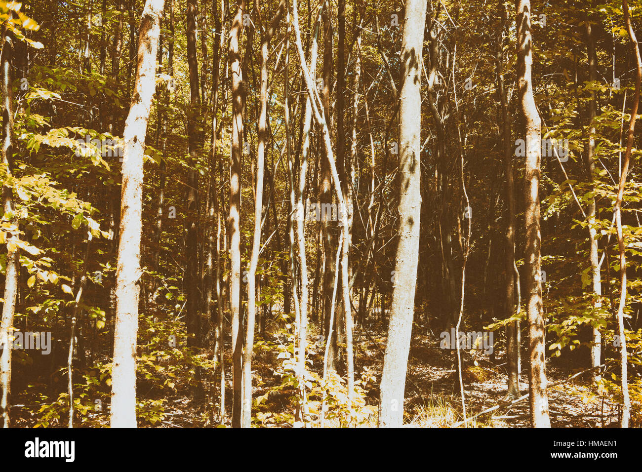 Looking through the trees in an English wood Stock Photo - Alamy