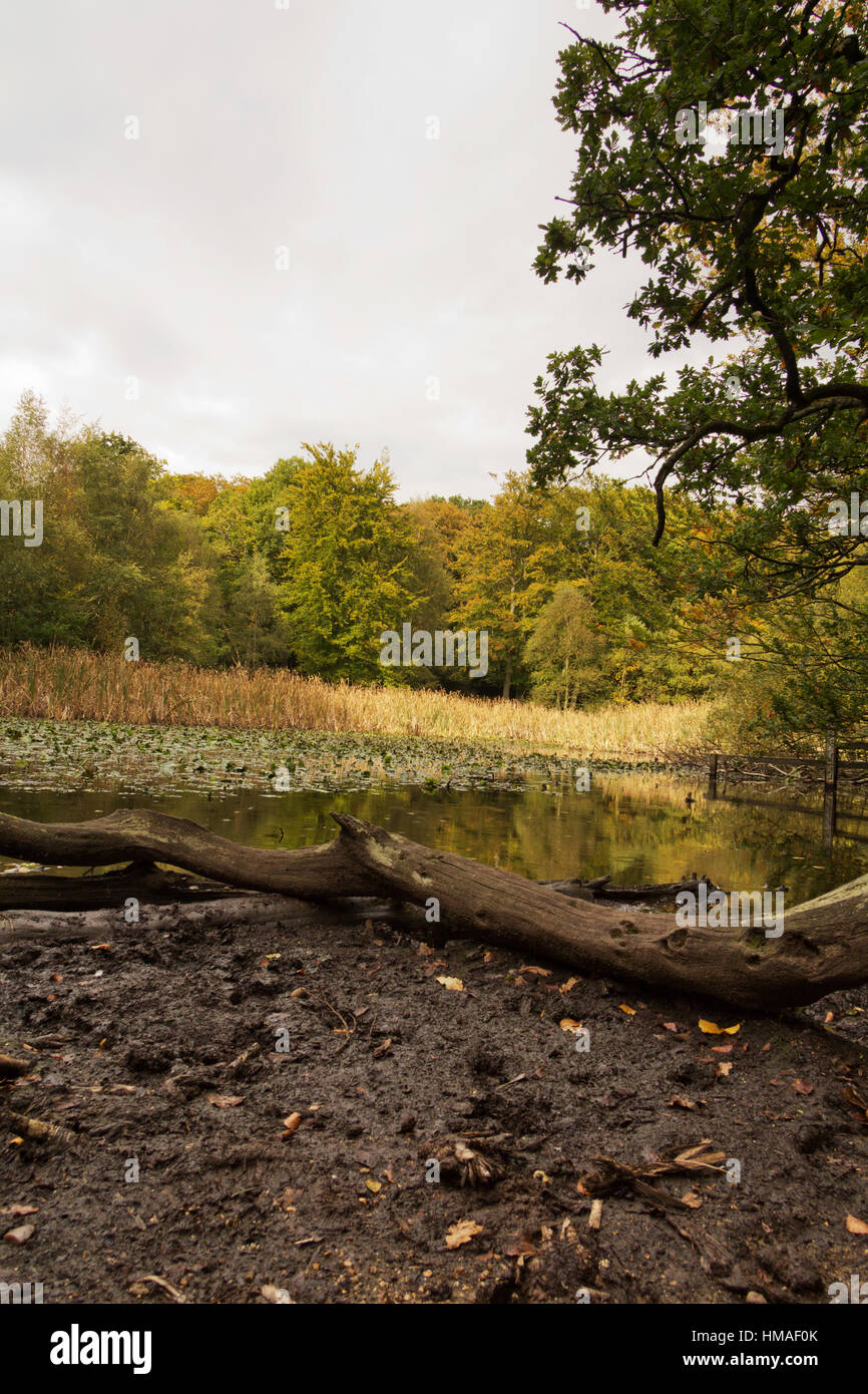 English woodland scene at the start of autumn Stock Photo - Alamy