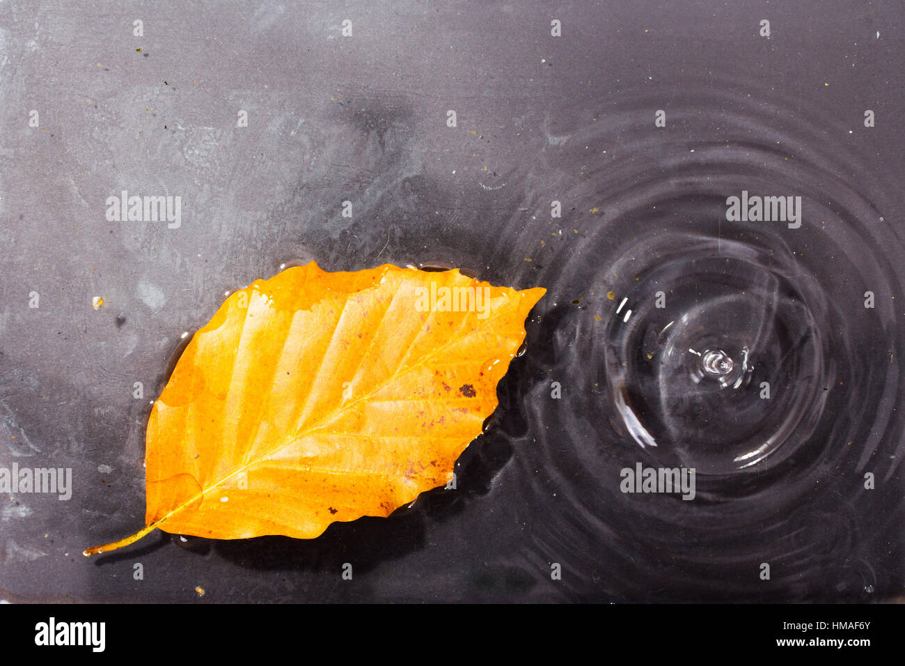 Bright colourful autumn leaf floating in water with ripples Stock Photo - Alamy