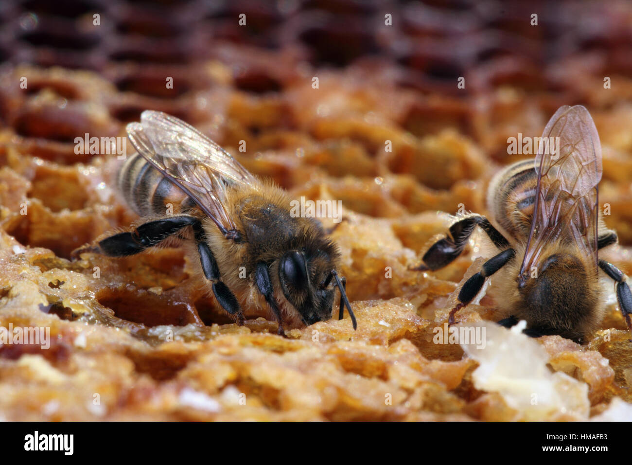 Insect wax hi-res stock photography and images - Alamy