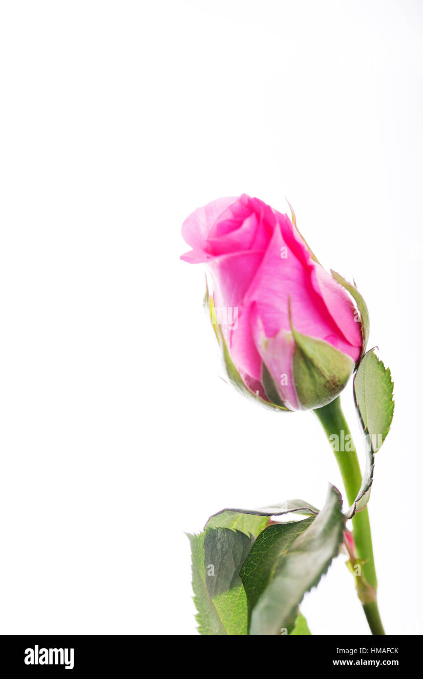 Delicate pink rose on a plain white background Stock Photo - Alamy