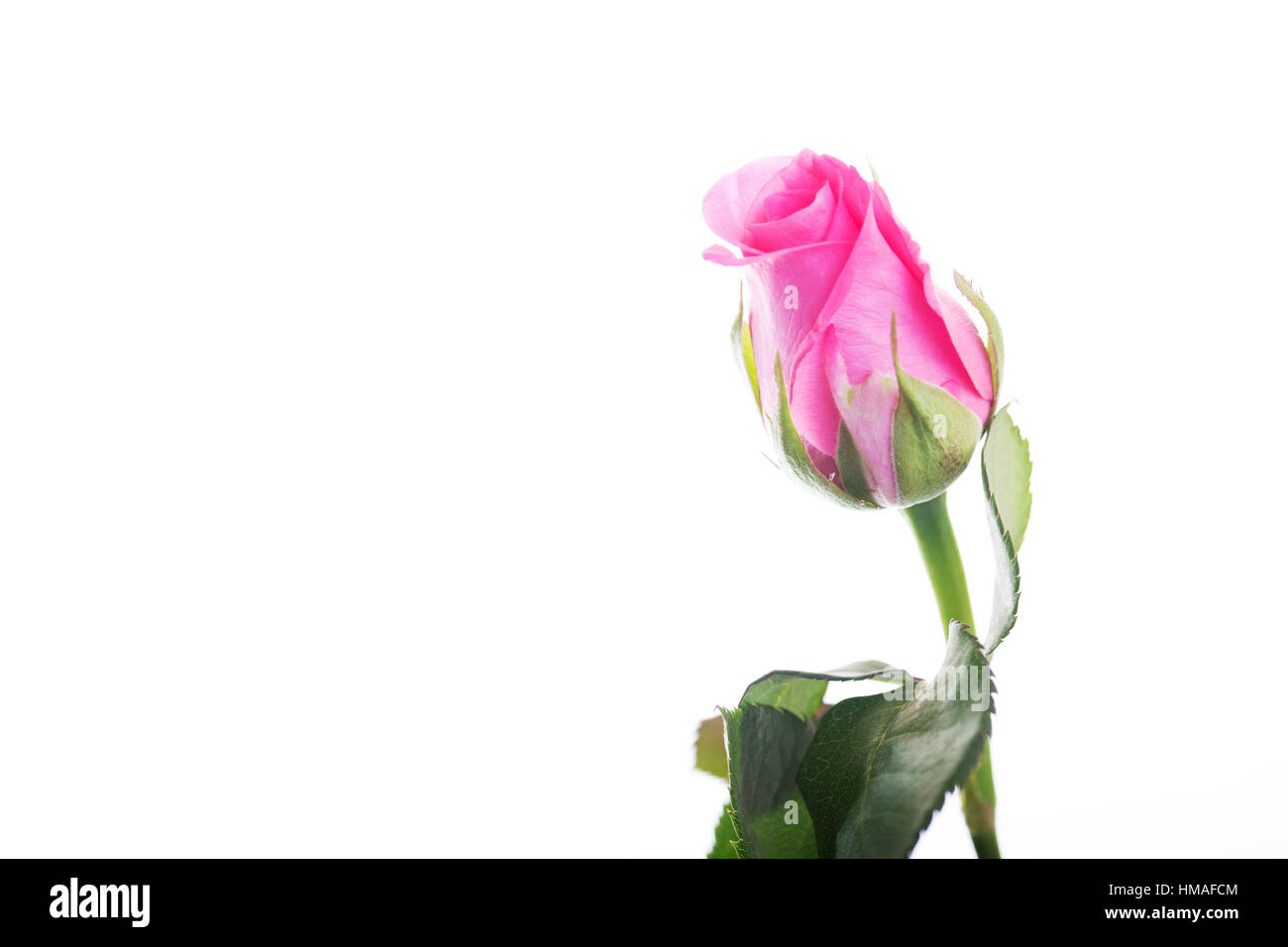 Delicate pink rose on a plain white background Stock Photo - Alamy