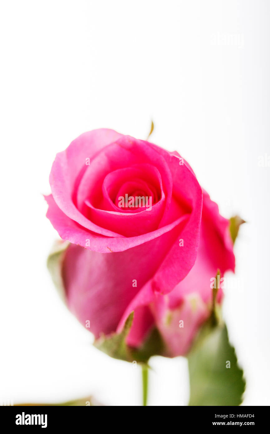 Delicate pink rose on a plain white background Stock Photo - Alamy
