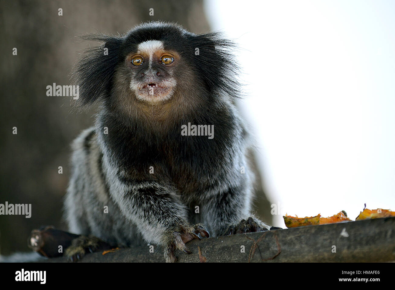Little Monkey from South America fauna on a tree looking ahead Stock ...
