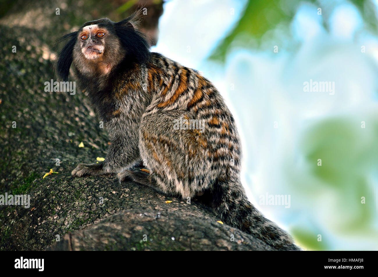 Little Monkey from South America on a tree looking away Stock Photo - Alamy