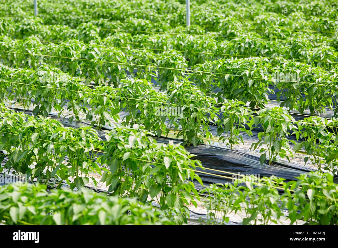 Chillies greenhouse hi-res stock photography and images - Alamy