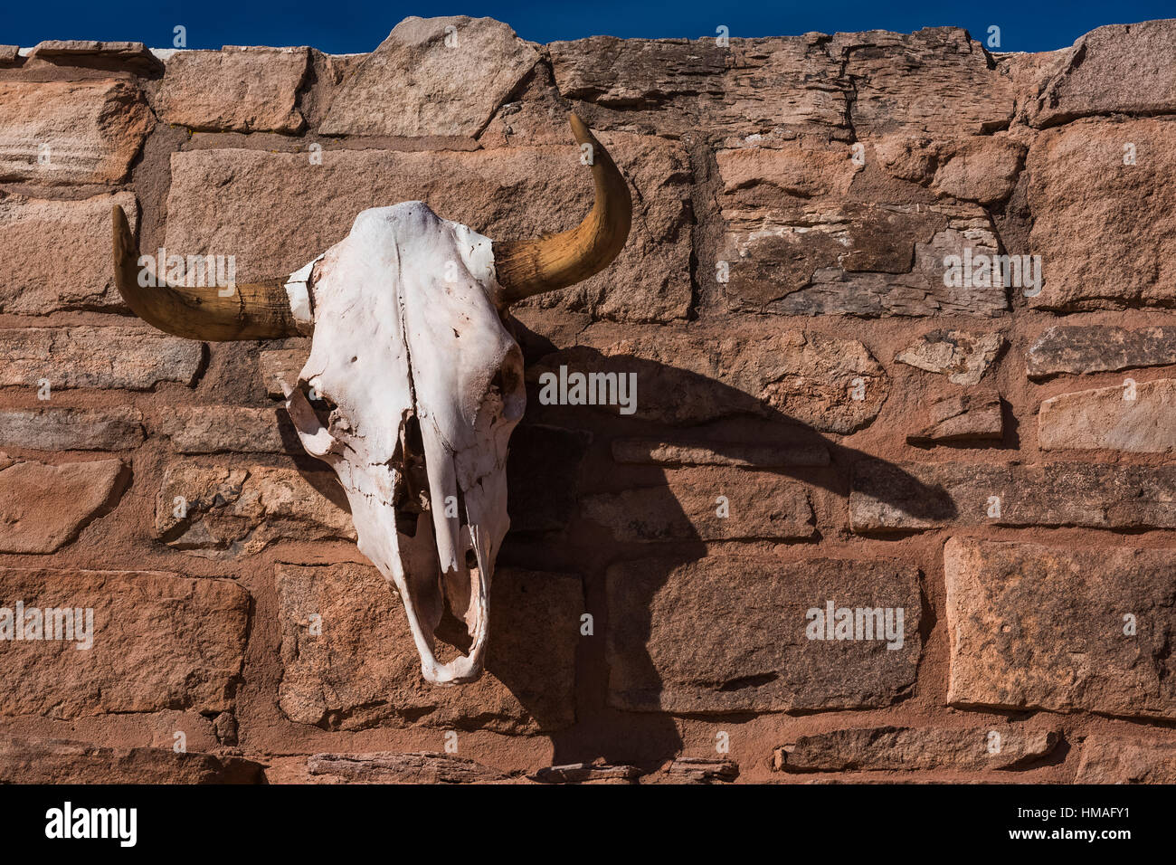 Desert skull arizona hi-res stock photography and images - Alamy