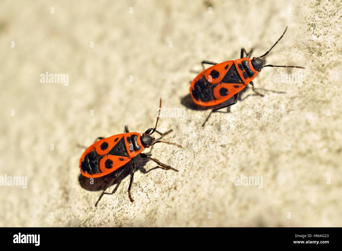 Pyrrhocoridae hemiptera heteroptera hi-res stock photography and images ...