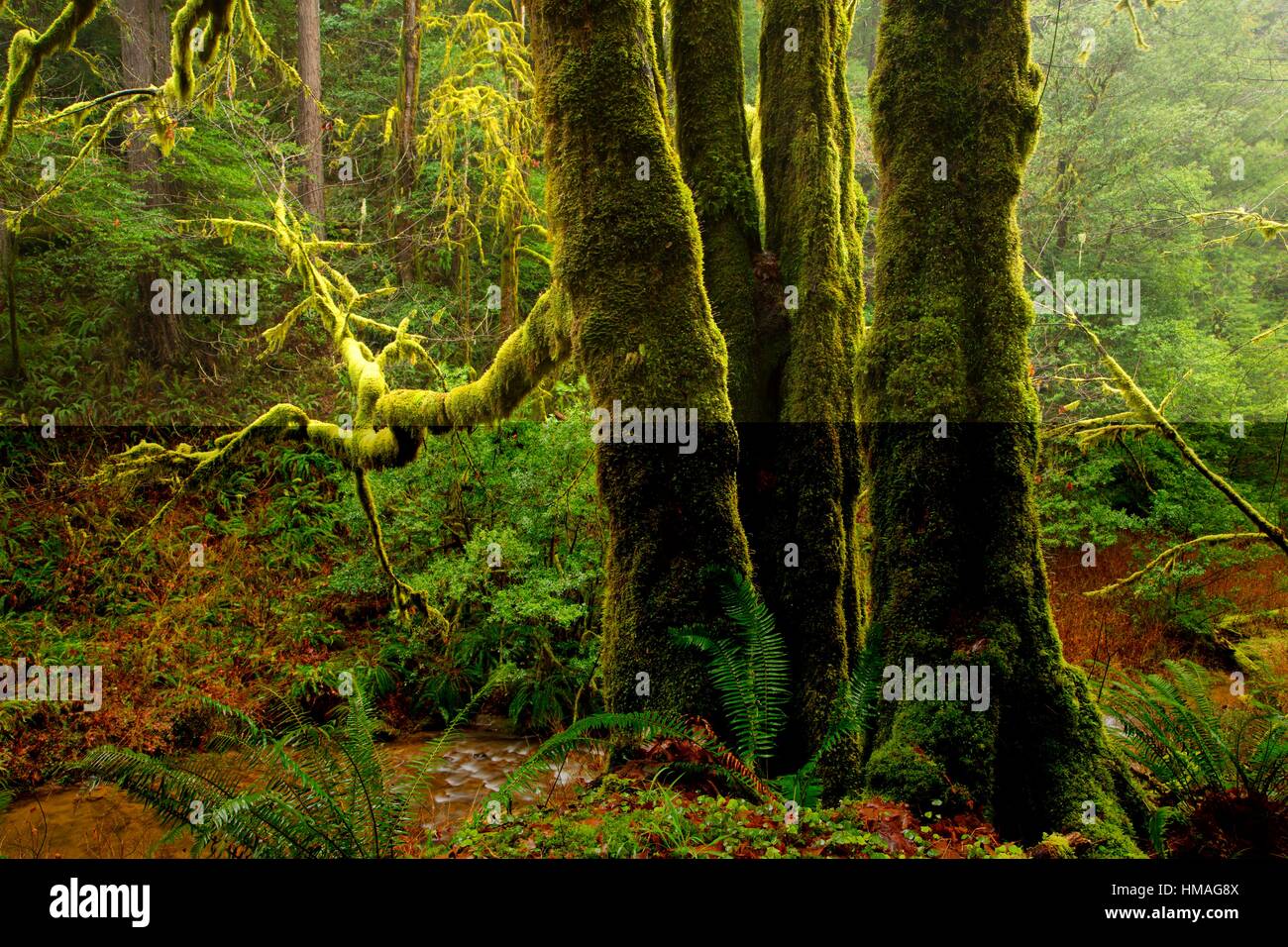 Golden And Silver Falls State Park High Resolution Stock Photography ...