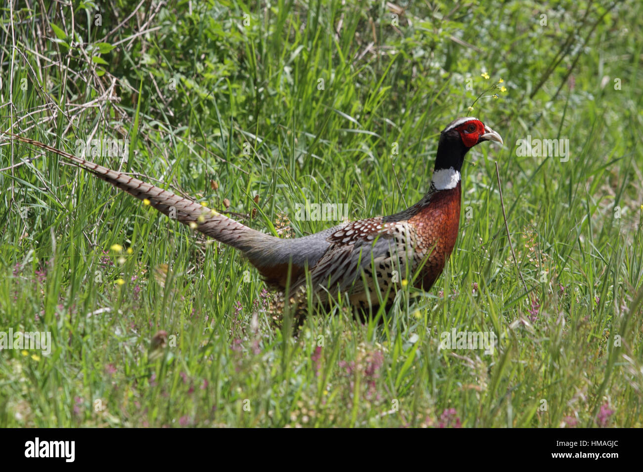 wild Pheasant in the grass Stock Photo - Alamy