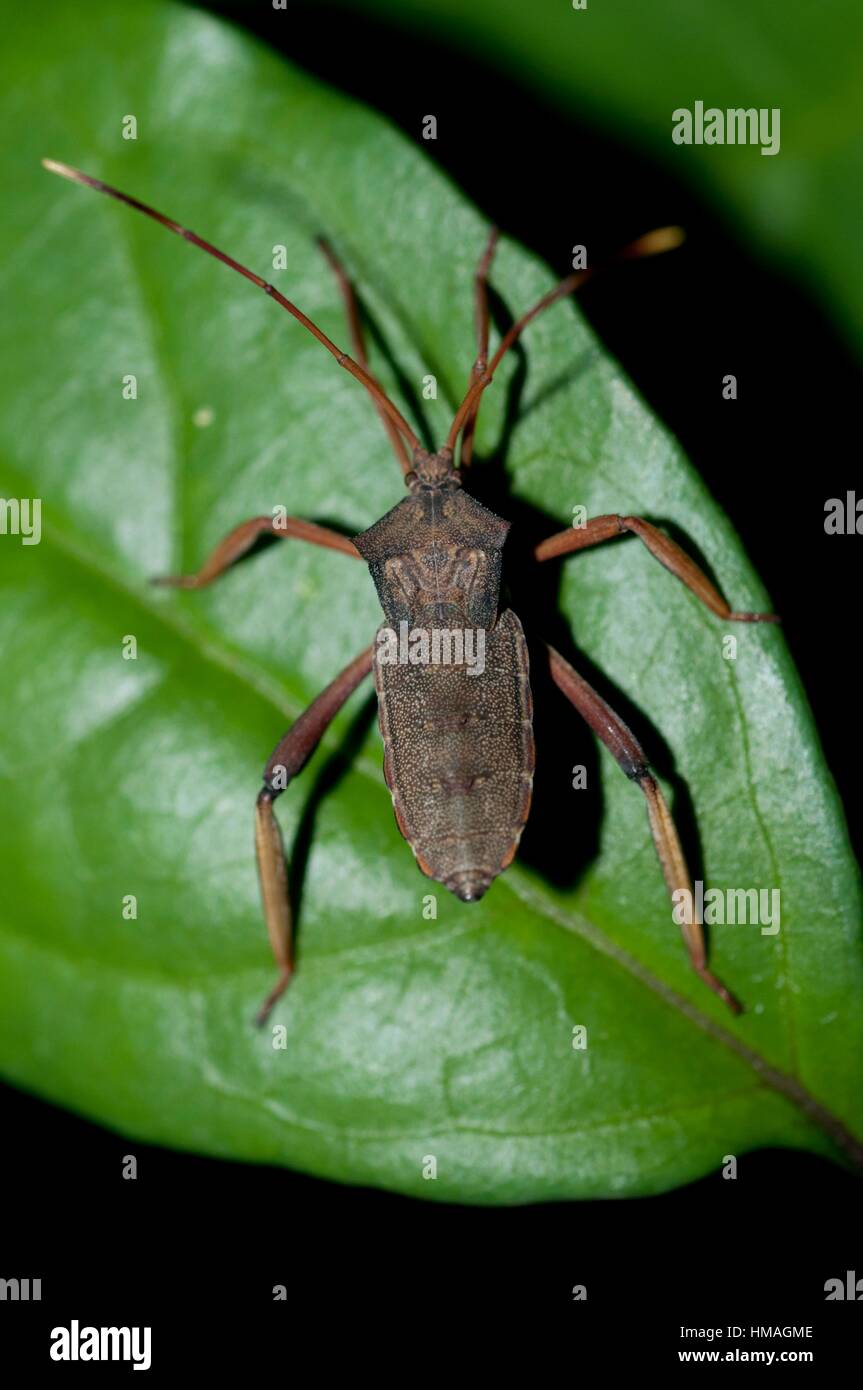 Leaf footed bug coreidae family hi-res stock photography and images - Alamy