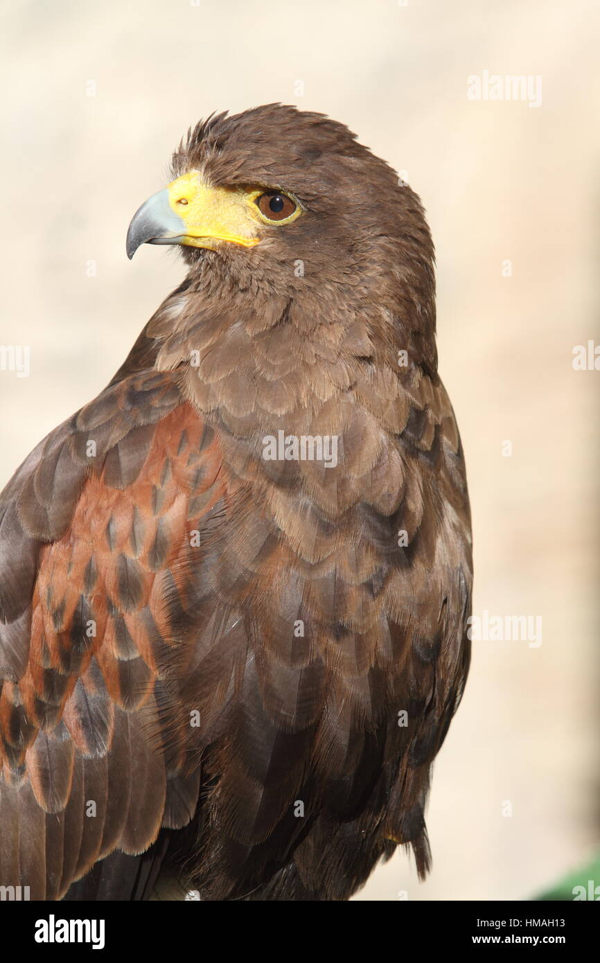 Harris buzzard hi-res stock photography and images - Alamy