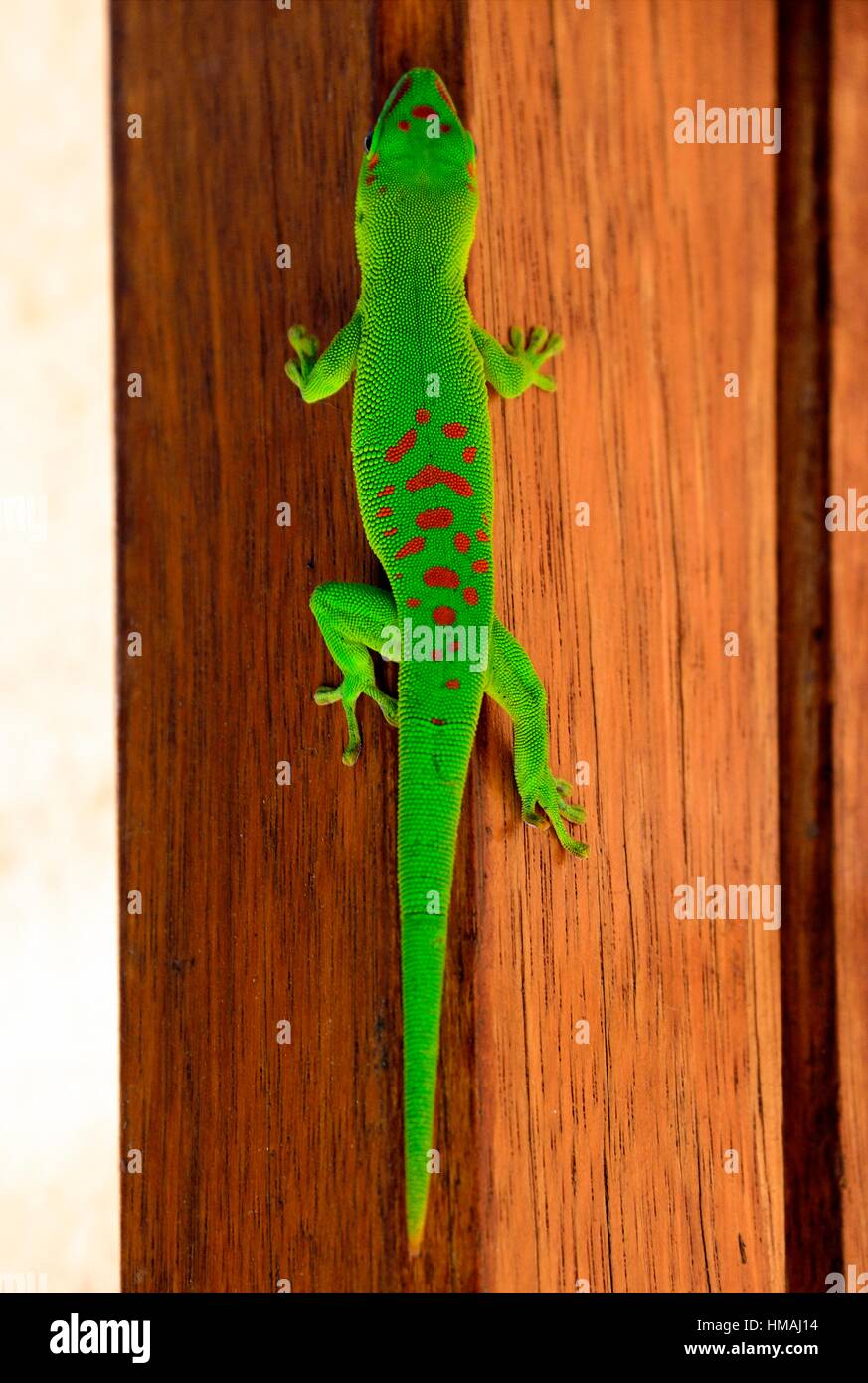 Daily Life Mauritius High Resolution Stock Photography and Images - Alamy