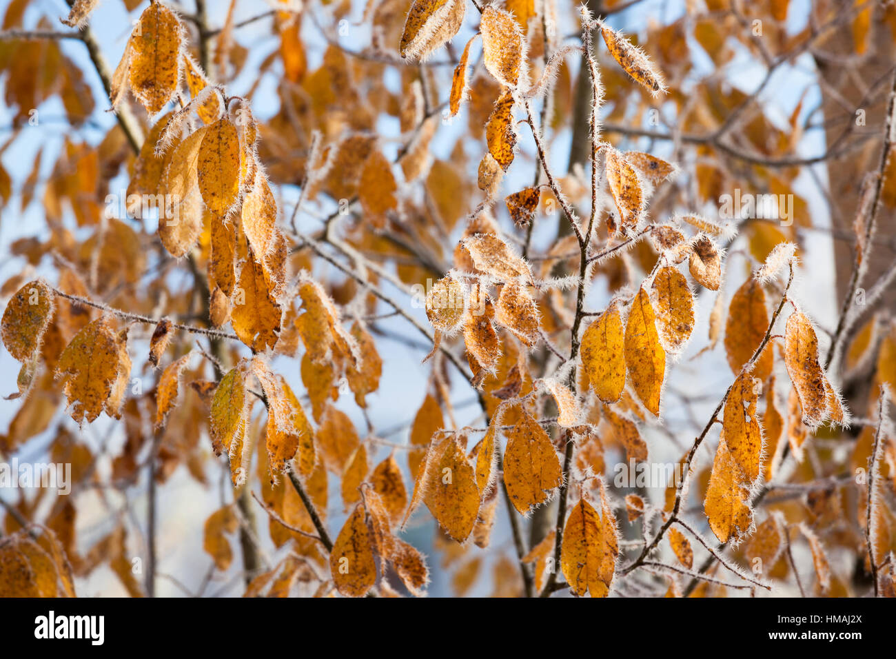 Frozen leaves cold autumn day Stock Photo - Alamy