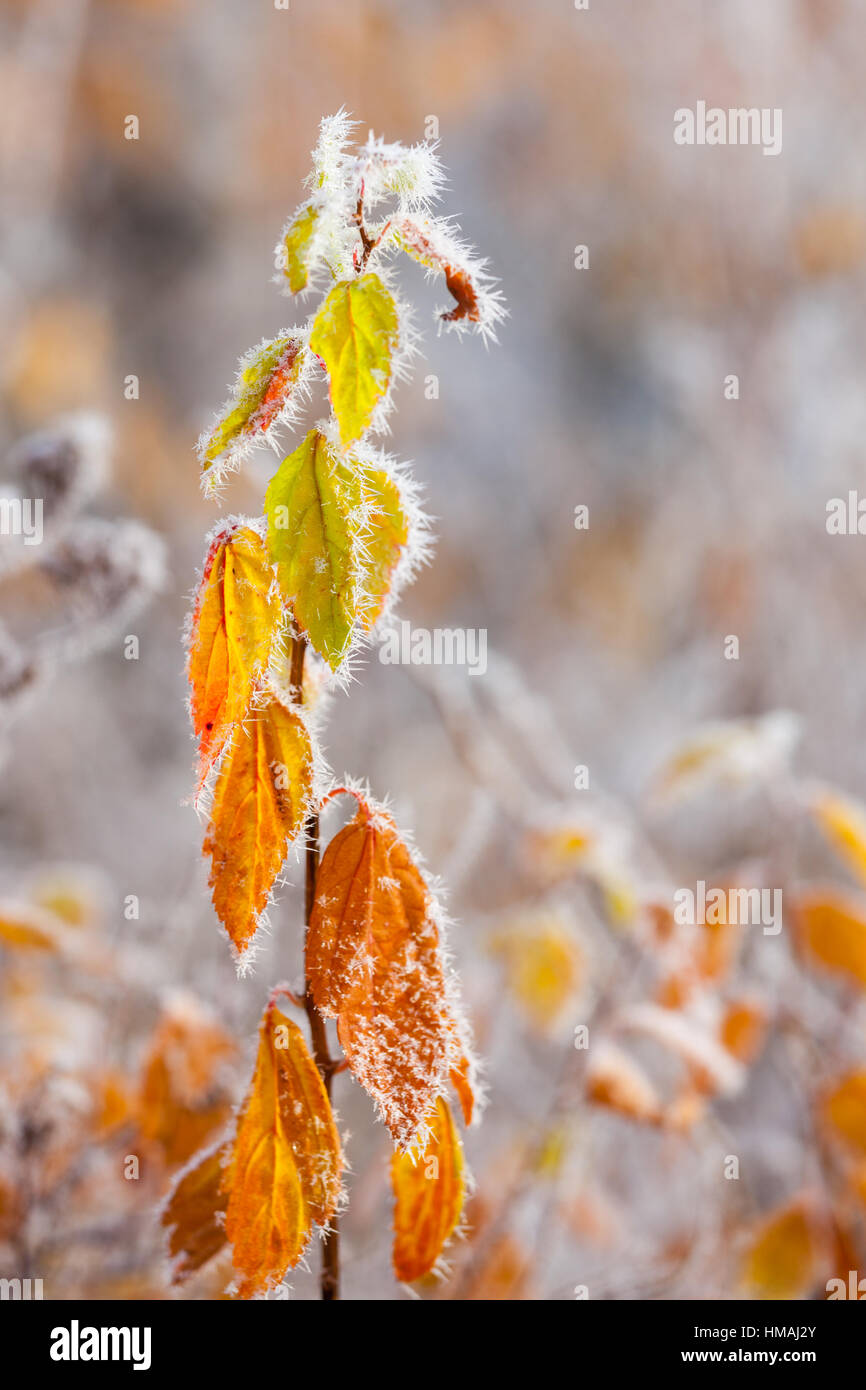 Frozen leaves cold autumn day Stock Photo - Alamy