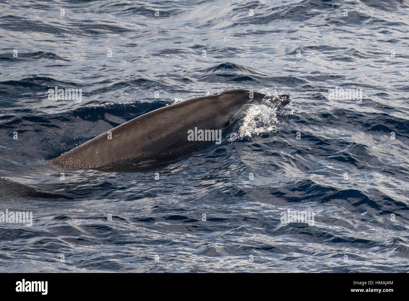 Mesoplodont whale hi-res stock photography and images - Alamy