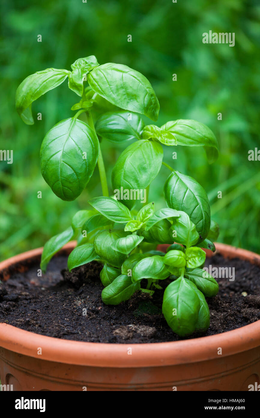Herb basilica hi-res stock photography and images - Alamy