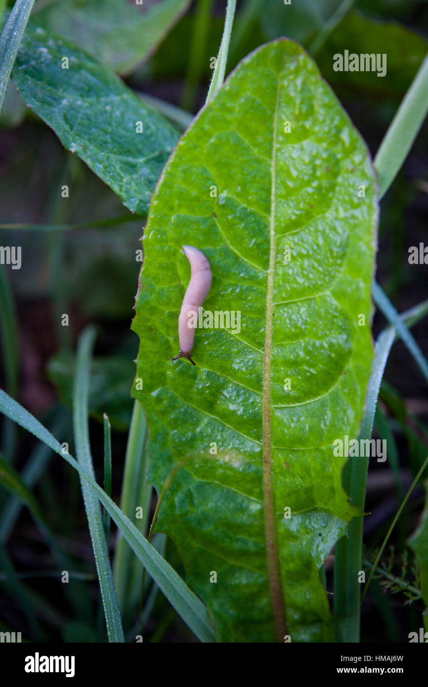 Small slug on green leaf Stock Photo - Alamy