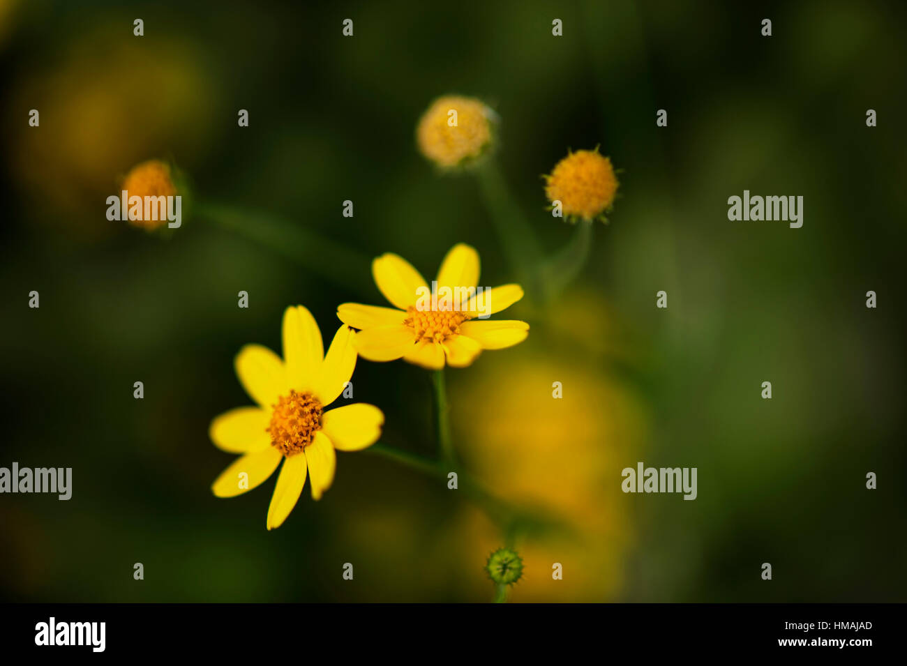 closeup of flowers (kaas-valley of flowers, SATARA Stock Photo - Alamy