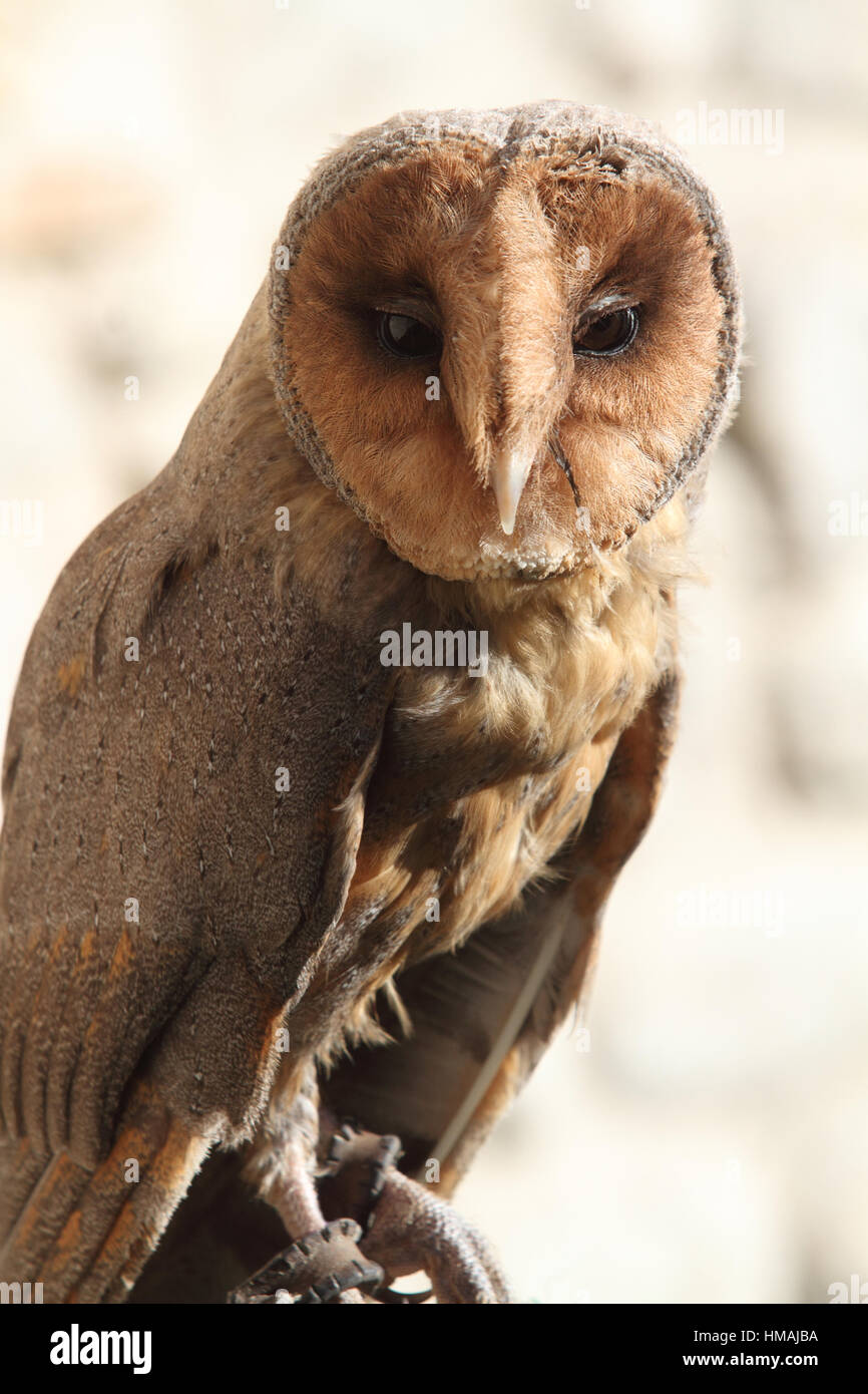 African barn owl hi-res stock photography and images - Alamy