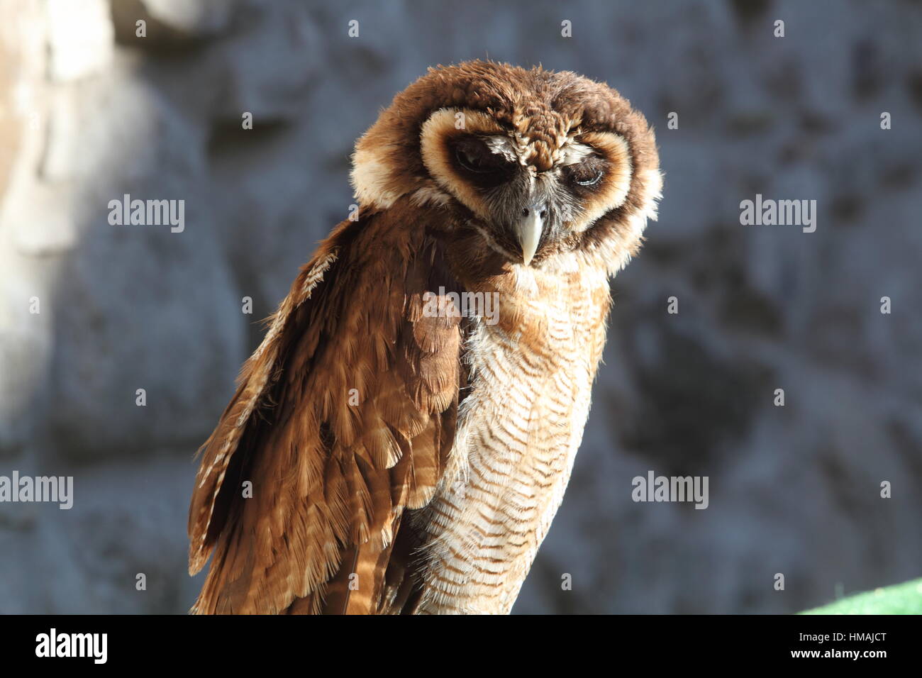 African barn owl hi-res stock photography and images - Alamy
