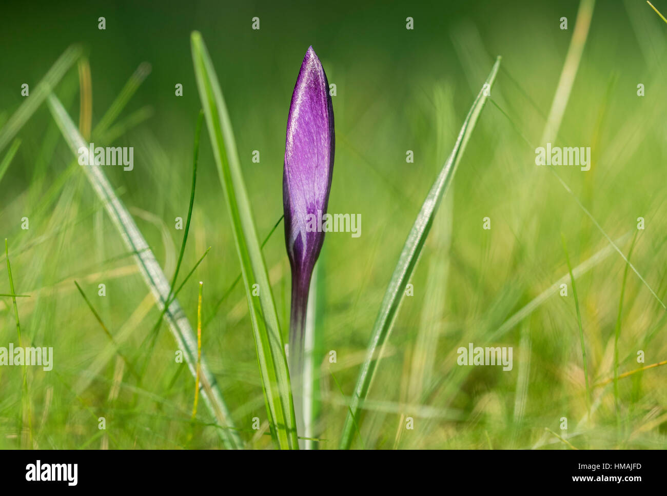 Spring annual bloom hi-res stock photography and images - Alamy