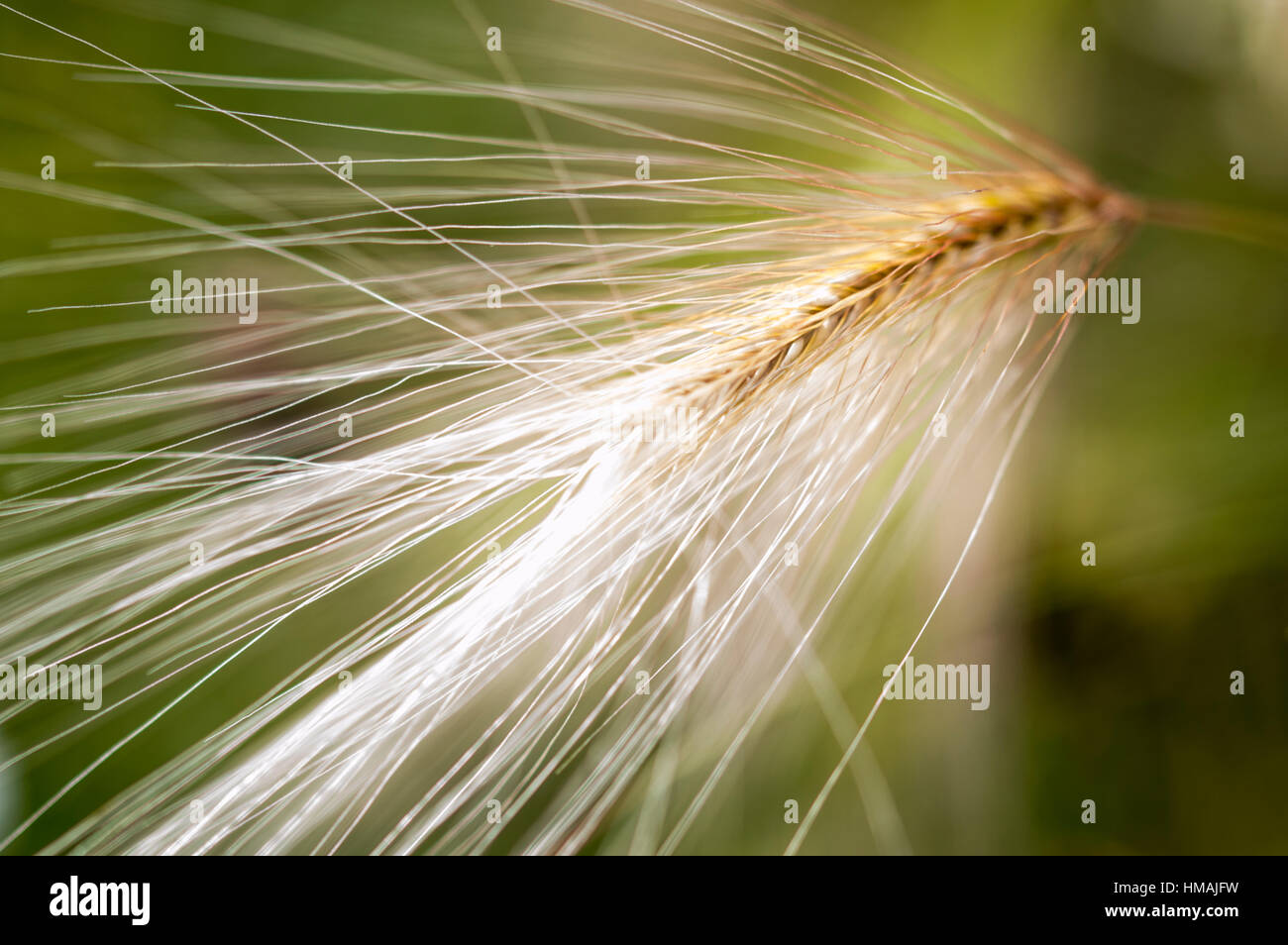 Head of barley hi-res stock photography and images - Alamy