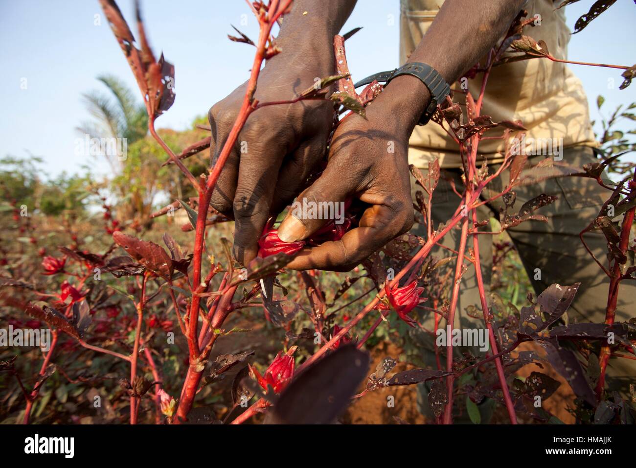 Karkade Hibiscus High Resolution Stock Photography and Images - Alamy